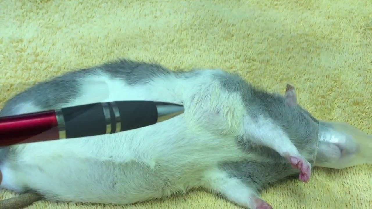 Domestic Rat In For Right Axillary Mass Removal - YouTube