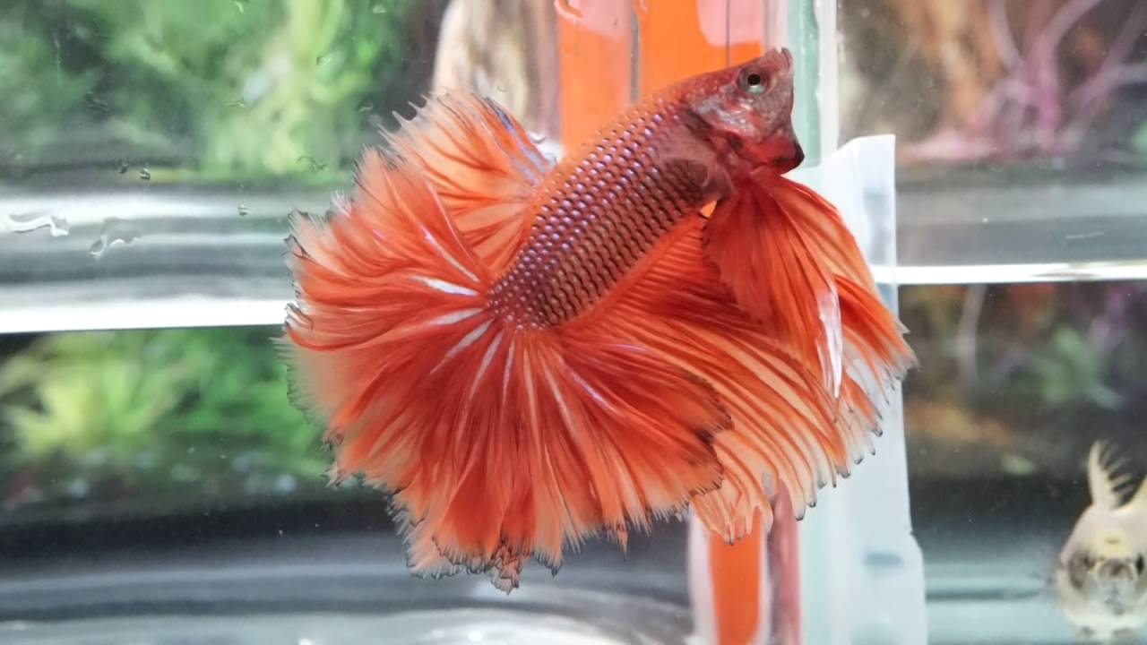 Live Betta Fish Male Solid Color SUPER ORANGE Perfect Feather Tail ...