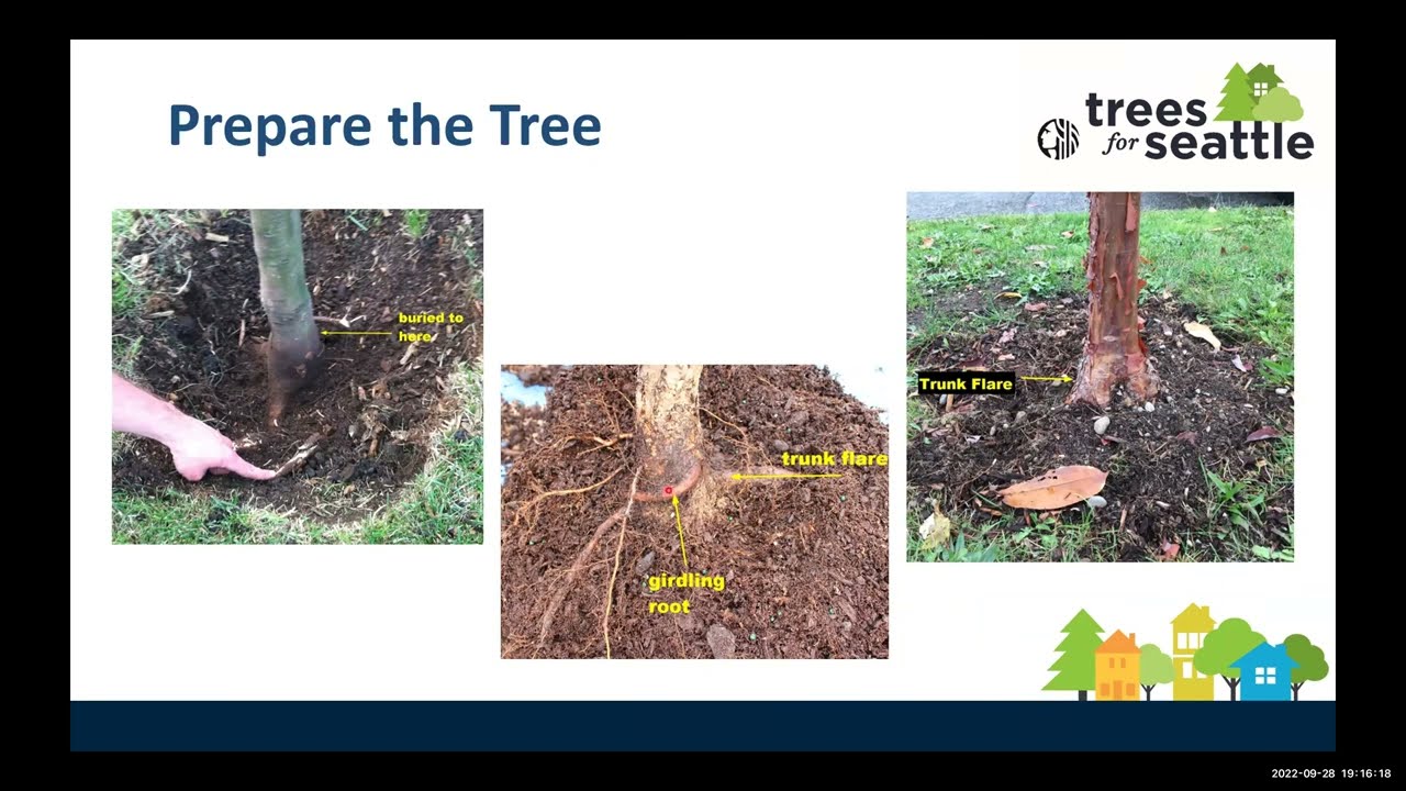 2022 Tree Planting and Care Webinar with Trees for Seattle - YouTube