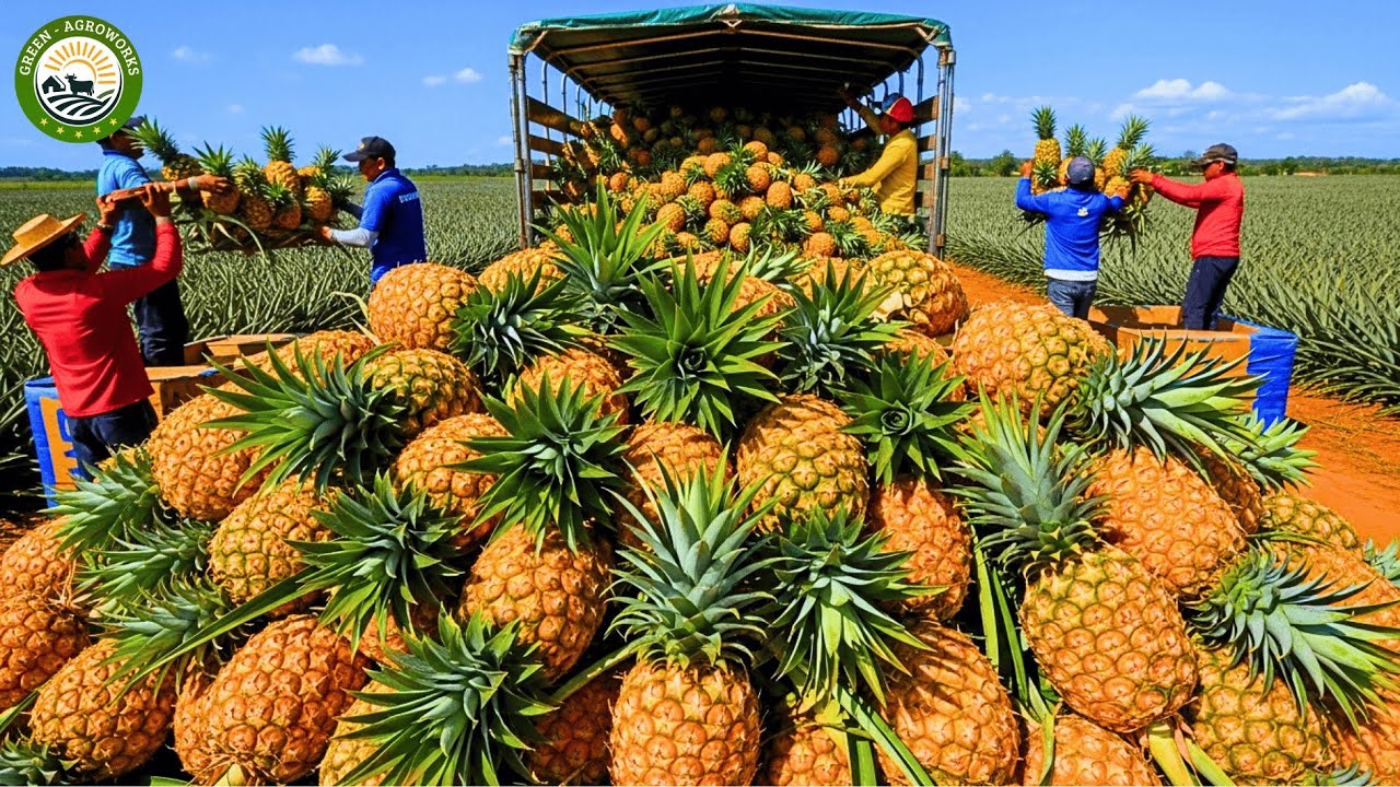 How American Farmers Grow and Process Millions of Pineapples ...