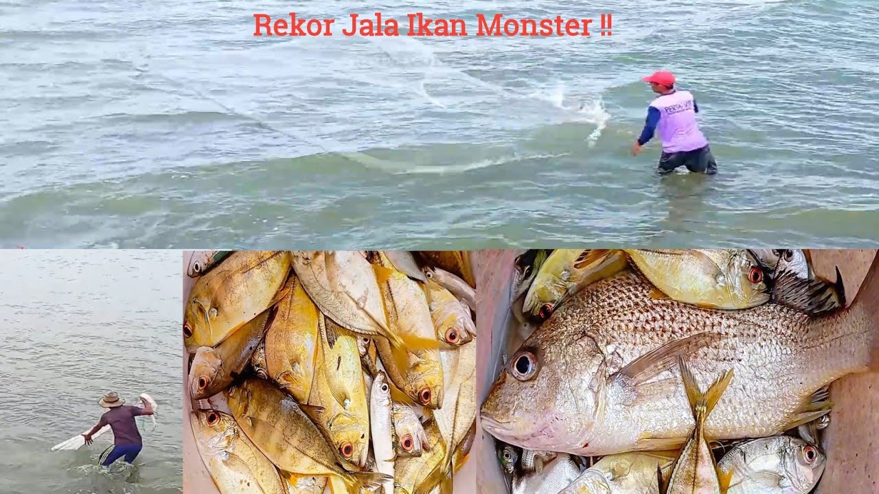 Jala Ikan Di Laut Saat Gelombang Dan Ombak Tinggi, Dapat Ikan Monster ...