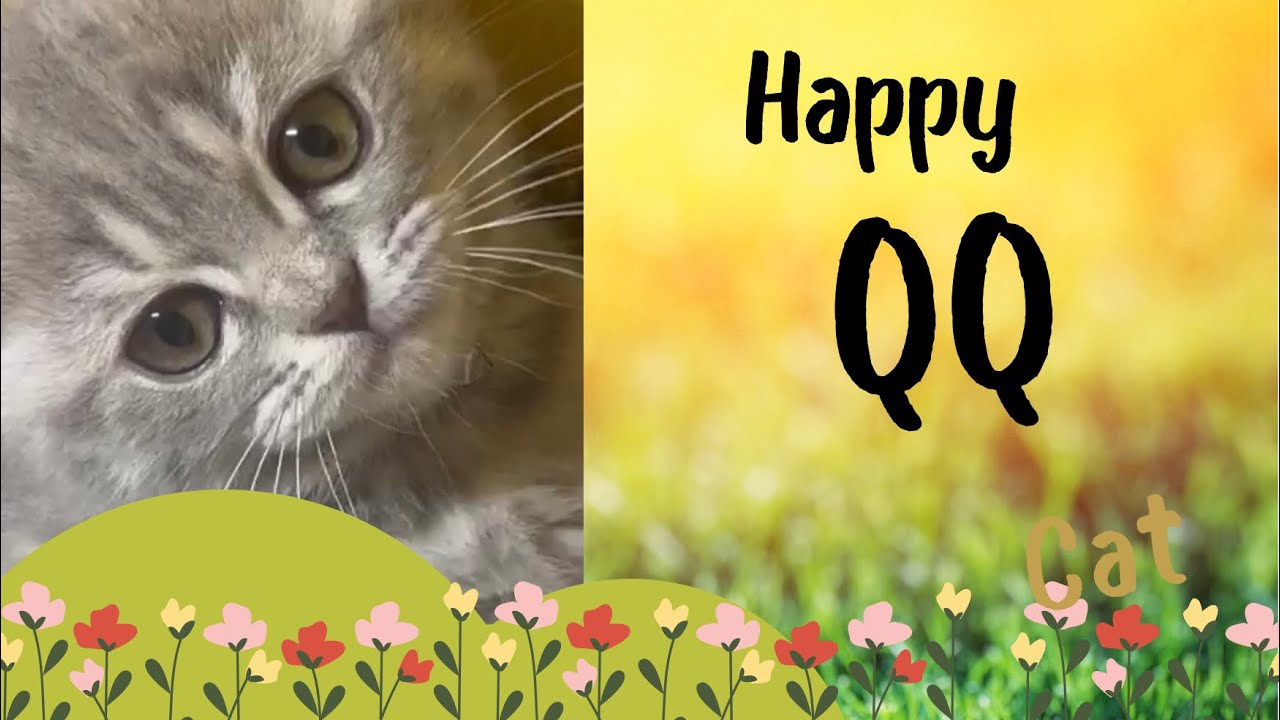 #qqcatdiary#cattus#conmèo#猫#cat This is Mr. QQ cat, and its family, the ...