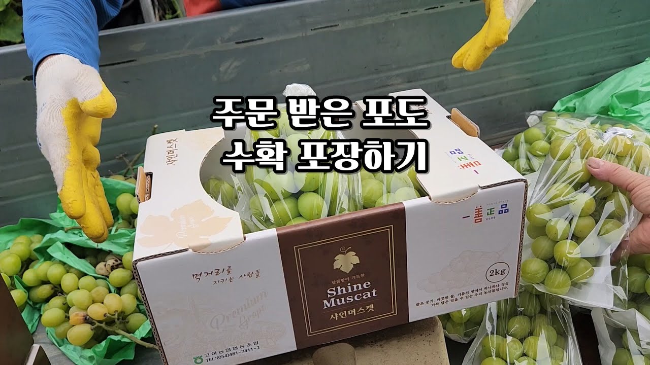 샤인머스켓선별포장 Youtube