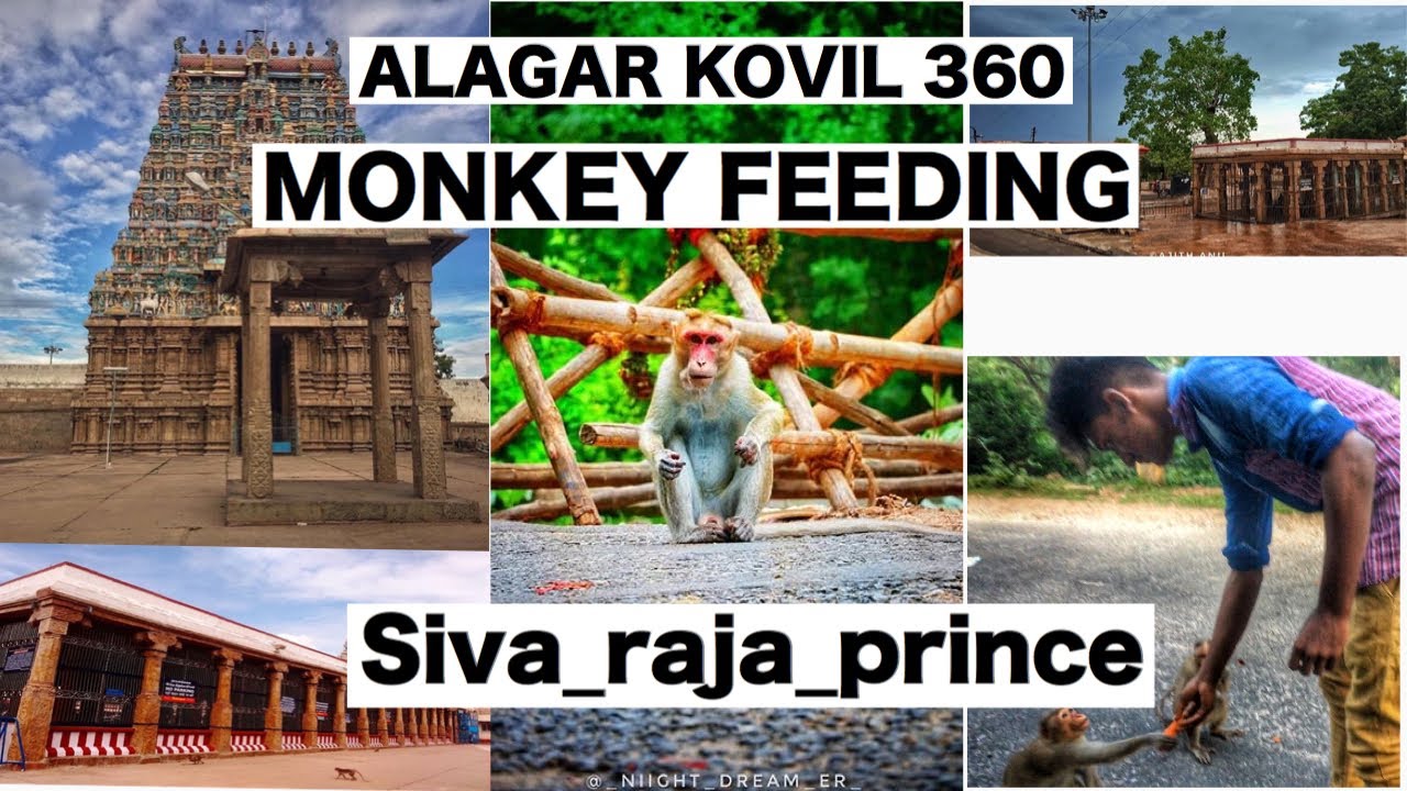 ALAGAR KOVIL , MADURAI || FEEDING MONKEYS || 360 TEMPLE STRUCTURE ...