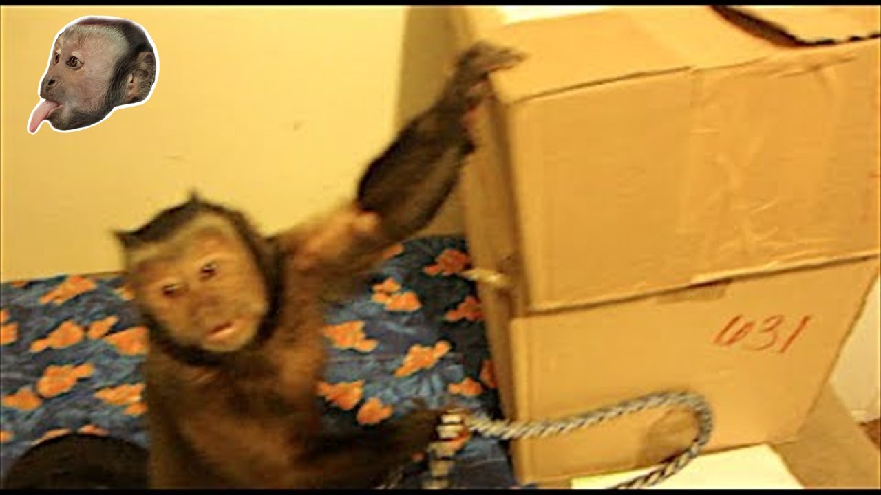 MonkeyBoo LOVES Packages! - YouTube