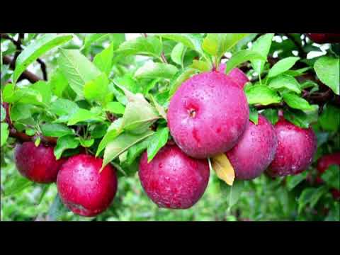 Pse një mollë në ditë ngadalëson plakjen dhe zgjat Jetën - YouTube