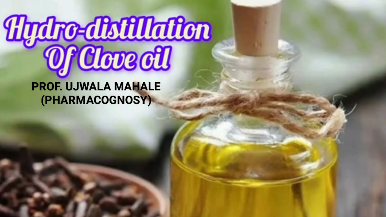 Hydro-distillation of Clove oil//isolation and extraction of Clove oil ...