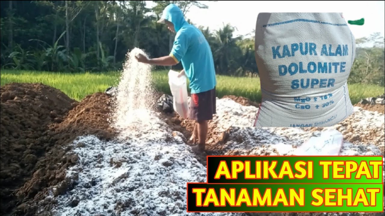 cara aplikasi kapur dolomit dan manfaatkapur dolomit utuk tanaman # ...