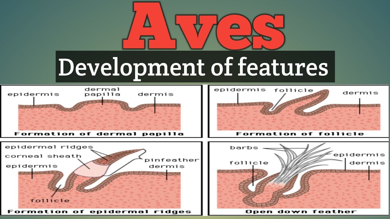 Aves‐development of feathers and functions - YouTube