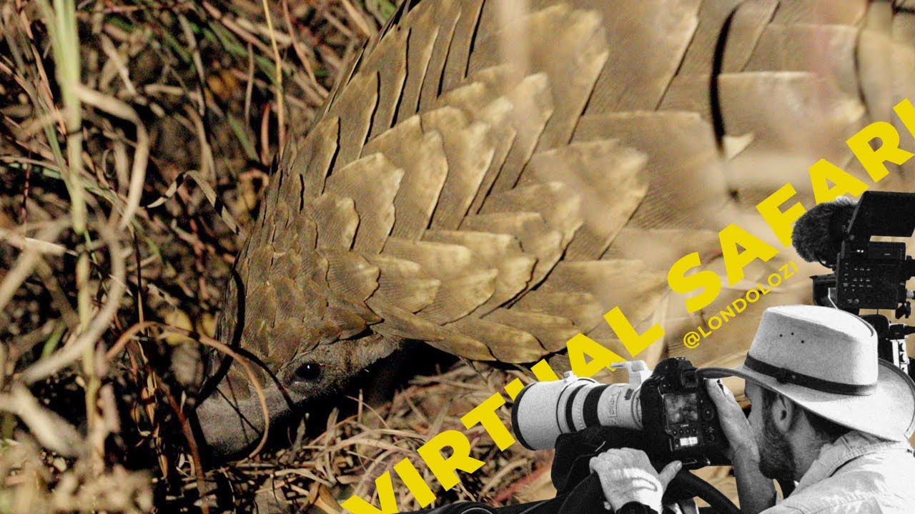 Unbelievable Pangolin Sighting And Female Leopard on Patrol- Virtual ...