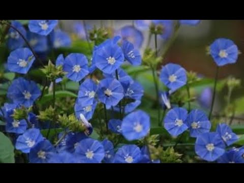 How to grow Sky Blue Clustervine - a creeper/climber/twining vine plant ...
