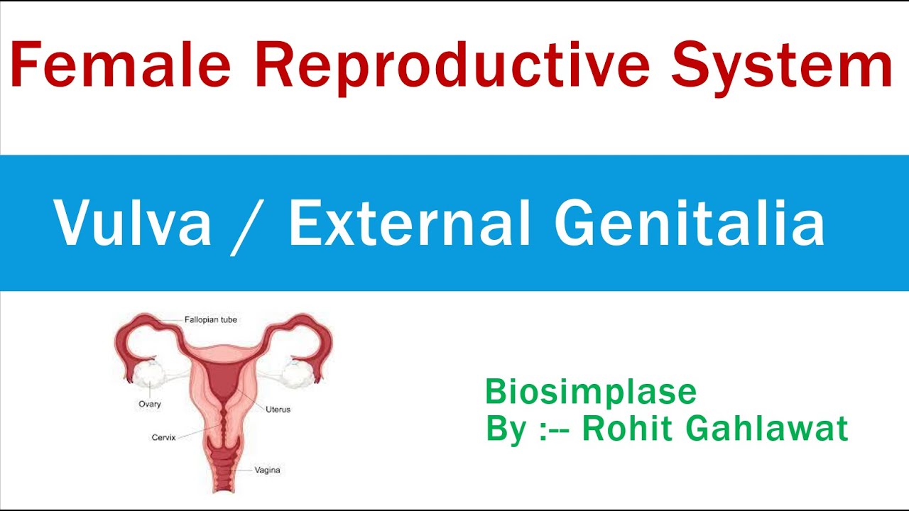 6. Vulva or External Genitalia - YouTube