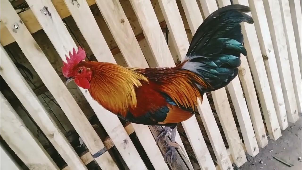 qaib dib zoo nkauj heev lawm nawb pib khav zoo dib lawm - YouTube