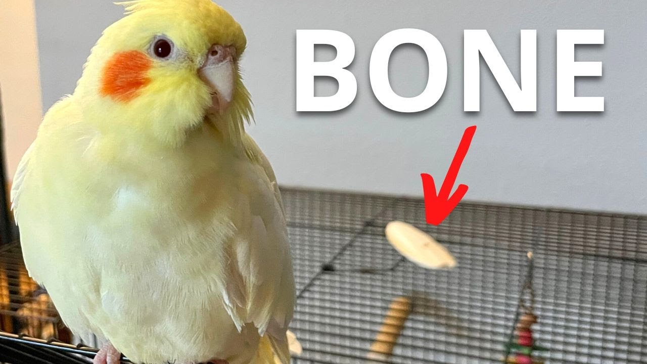 Cockatiel Reaction To NEW Accessories - YouTube