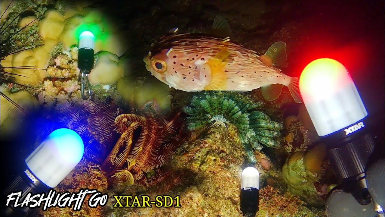 SIGNAL LIGHT - UNDER WATER| XTAR SD1 Mini dive beacon|Flashlight Go ...