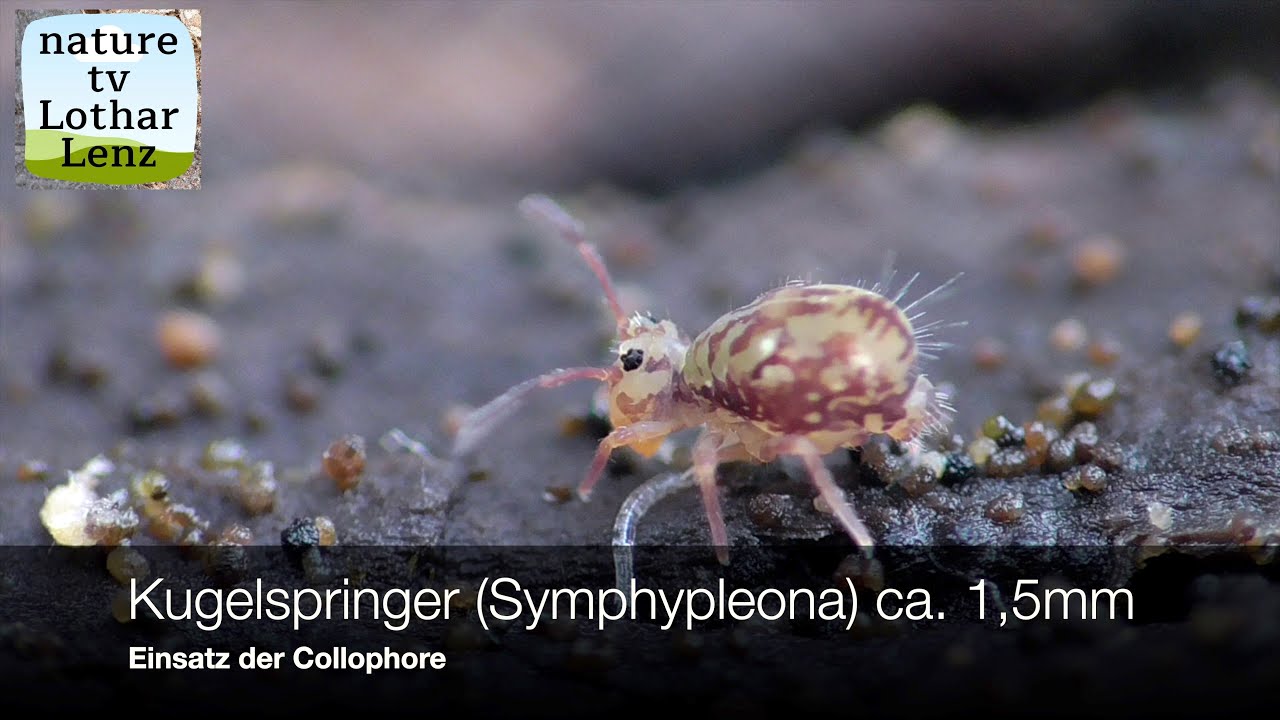 Kugelspringer (Symphypleona) ca. 1,5mm. Einsatz der Collophore - YouTube