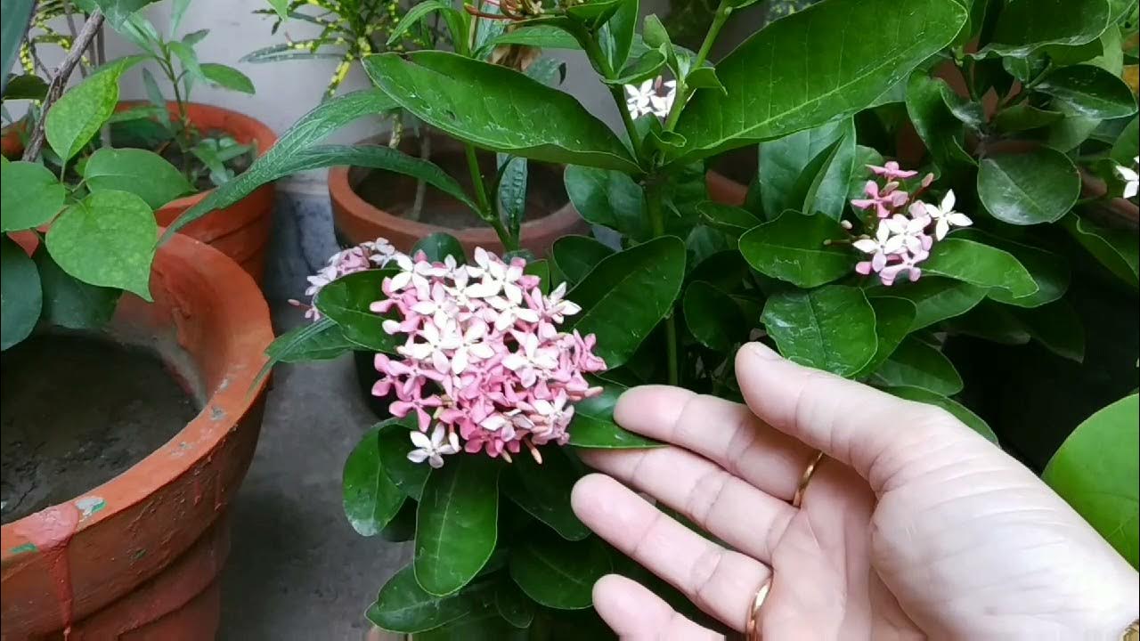 Dwarf Ixora π Growing And Caring Method Evergreen Flowering Plants