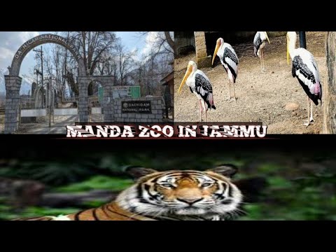 MANDA Zoo in Jammu Explore And Beautiful Animal 🤗 - YouTube
