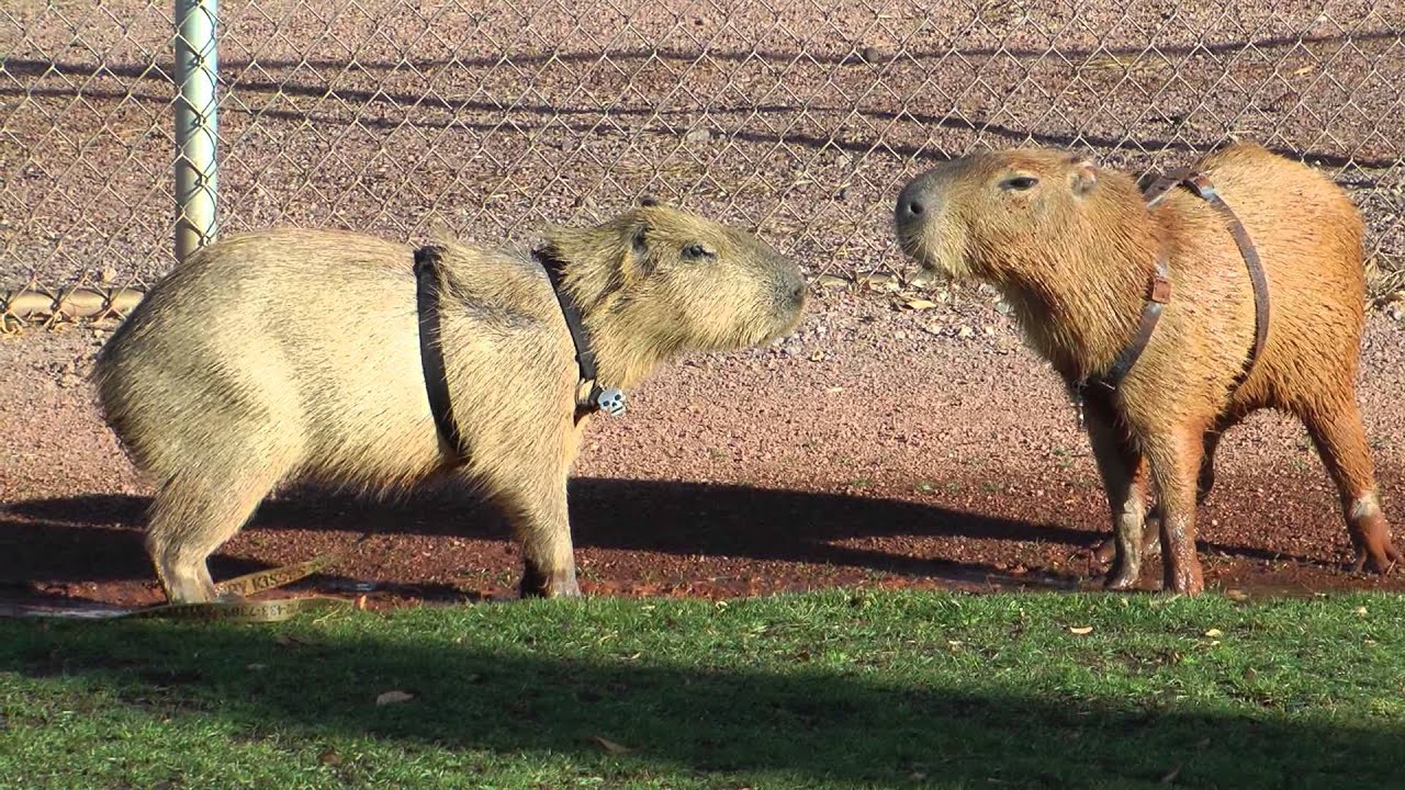 The World's Cutest Animals Romeo and Tuff'n Capybara 世界で一番かわいい動物 ロミオと強化 ...