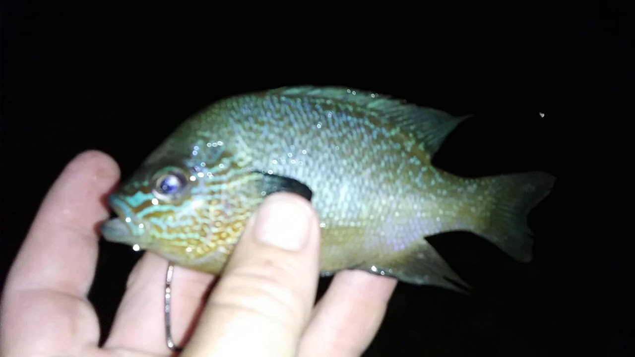 IN GOD Night Fishing caught another Pumpkinseed sunfish In Natures ...