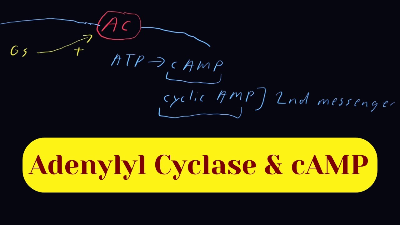 Adenylyl Cyclase & cAMP | Cell Signaling - YouTube