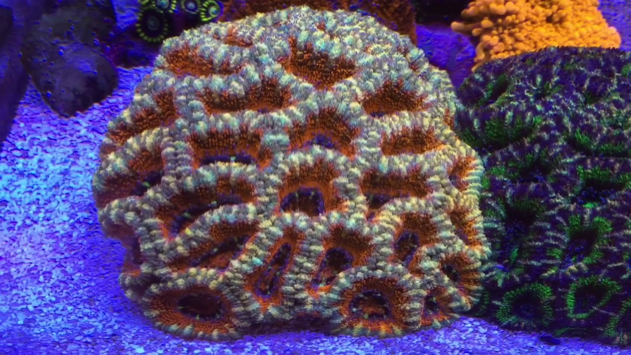 25g Micro Lord (Acan) Garden - YouTube