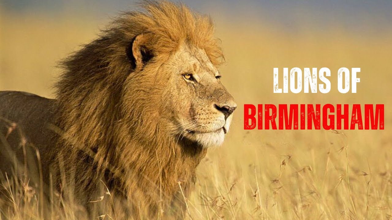 The Rise and Fall of the Birmingham Lions: The True Story of the ...
