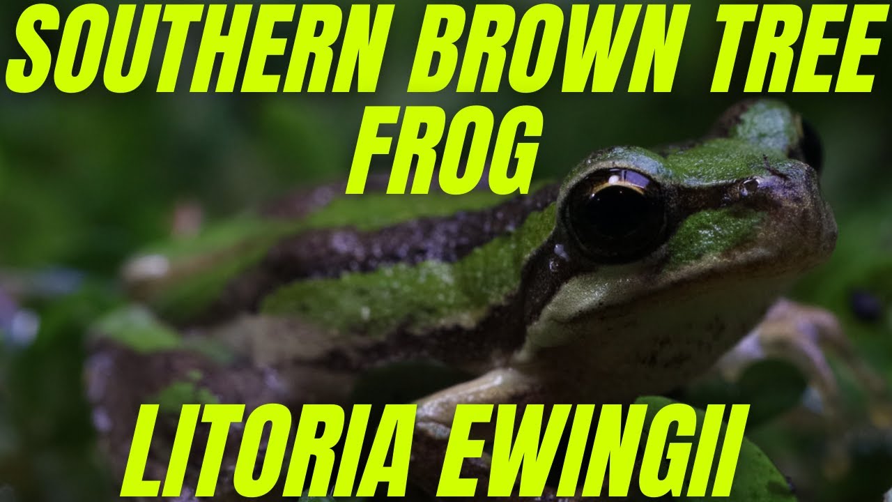 [4K] Southern Brown Tree Frog - Litoria Ewingii - Southwest Victoria ...