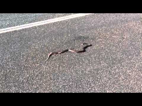 Snake Road Kill - YouTube