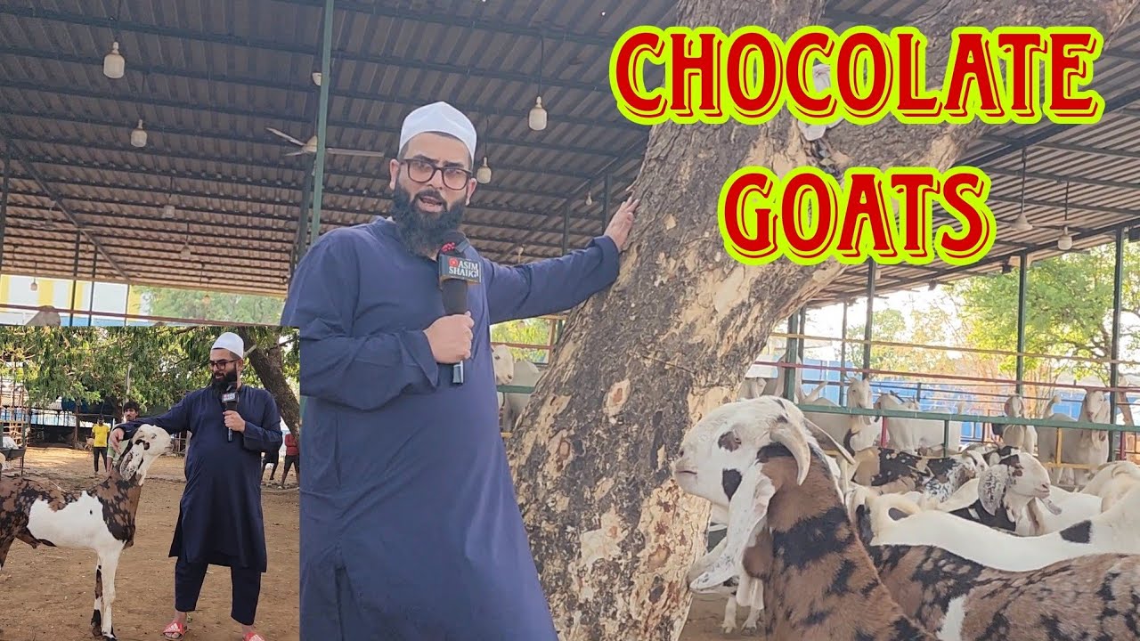 The Chocolate Goats Collection Of Classic Goat Farm | Introducting Best ...