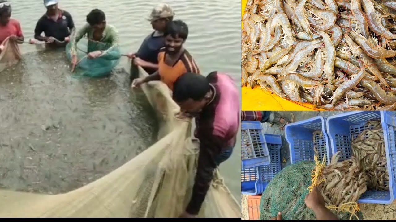 Shrimp Fishing || Prawns Fishing || Prawns Catching Videos ...