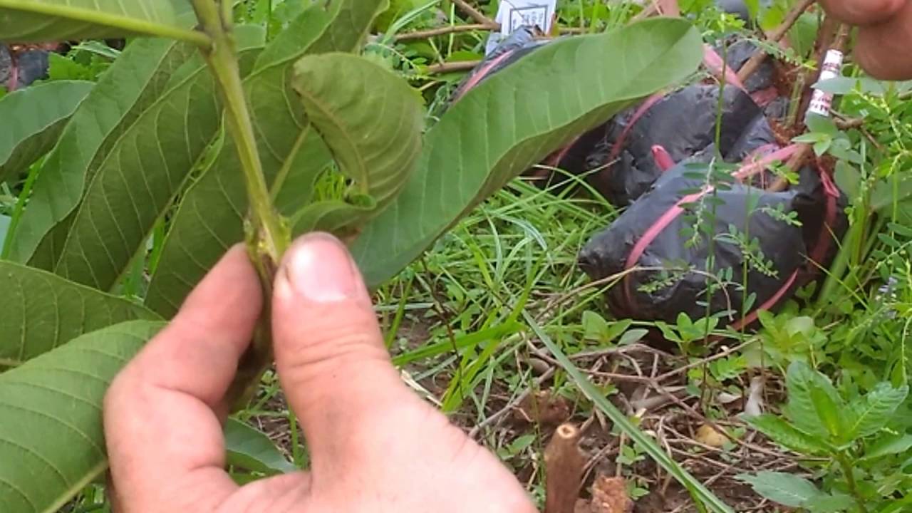 Guava tree grafting the method by hotboy - YouTube