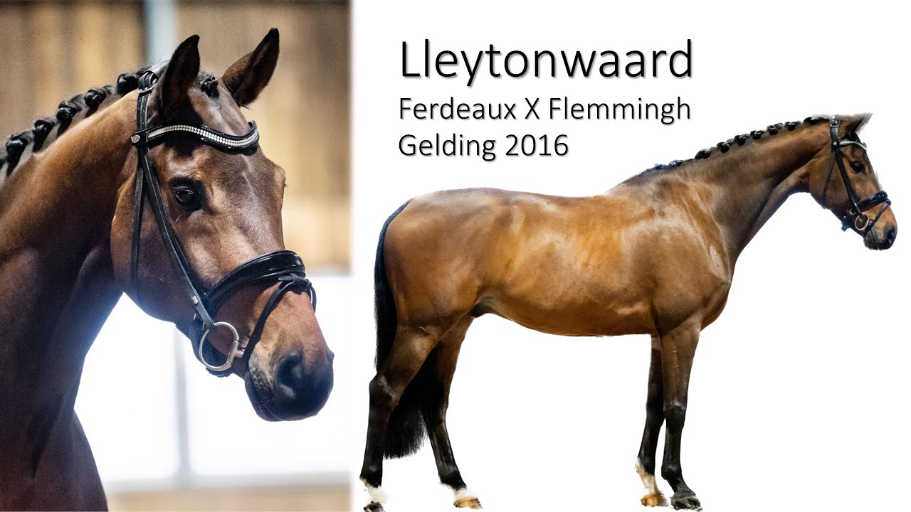 Lleytonwaard : Ferdeaux x Flemmingh Gelding 2016 - YouTube