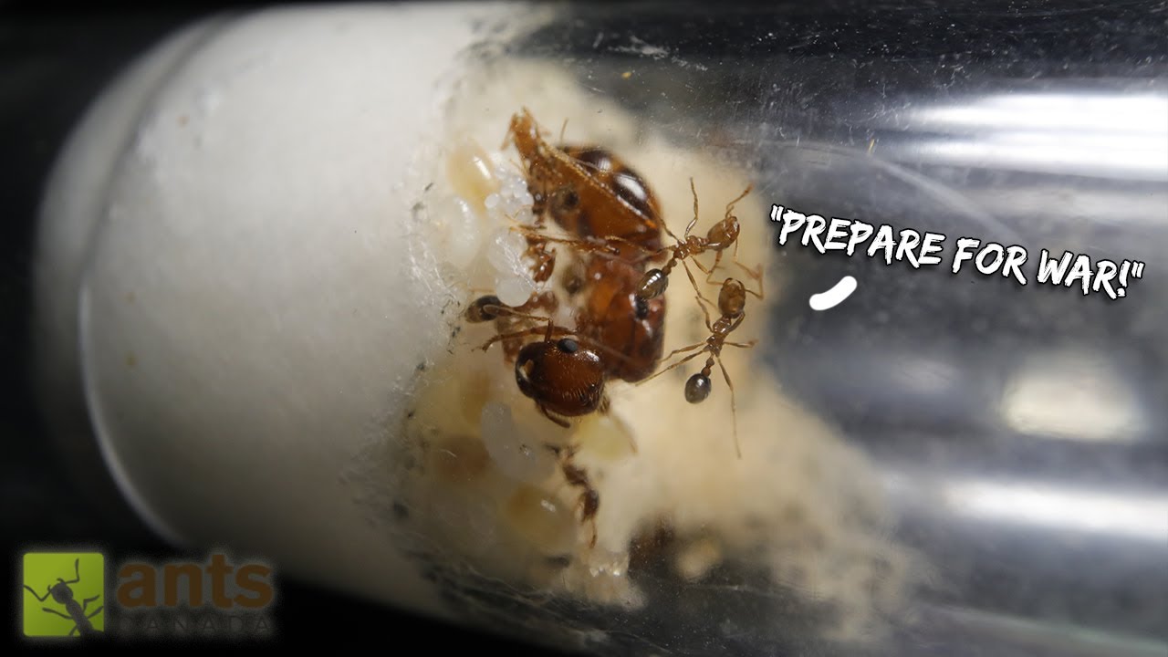 Fire Ant Queen Armor