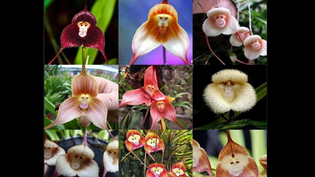 Awesome And Unbelievable Monkey Flower or Monkey Face Orchid - YouTube