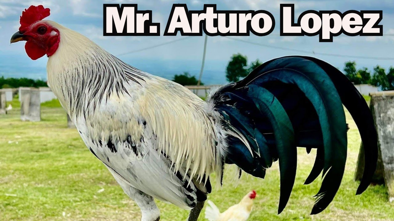 Mr. Arturo Lopez !! Kanawayon Melsims Grey Bulik Dom - Beautiful Show ...