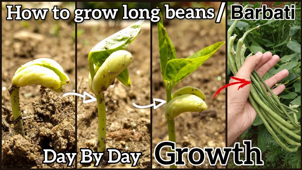 How to grow long beans/Barbati from seeds at home | Day by day growth ...
