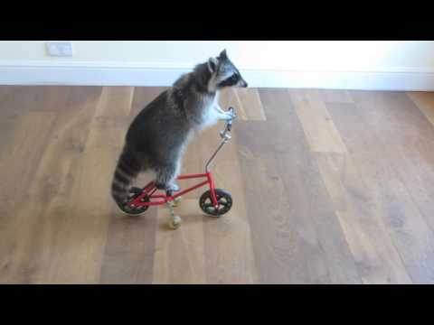 World's Most Talented Raccoon Rides Bicycle - YouTube