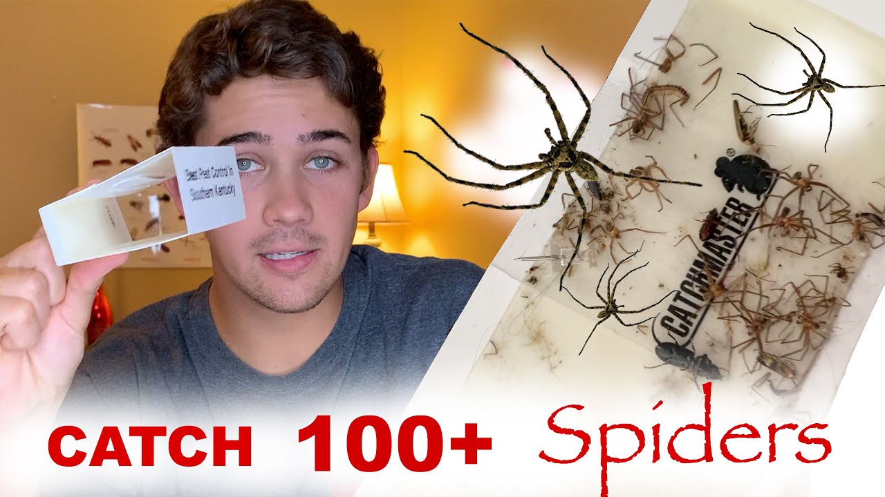 Using Glue Boards to Catch Brown Recluse Spiders - YouTube