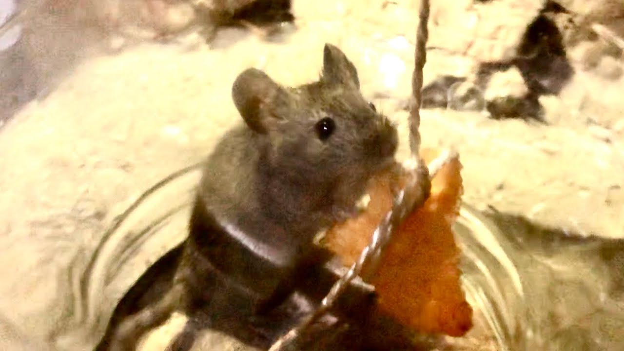 how to catch a mouse? - YouTube
