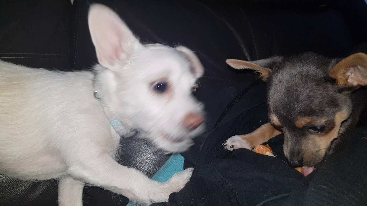 Cute puppies fighting over a bone - YouTube