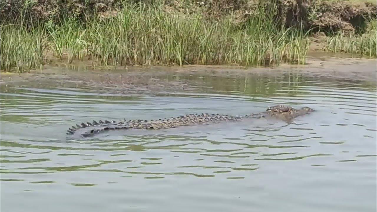 A Visit in National Chambal Crocodile Sanctuary | Largest Crocodile ...