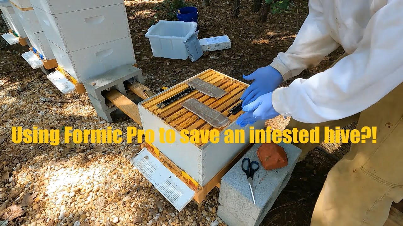 Using Formic pro to save a varroa mite infested hive! (Beekeeping ...