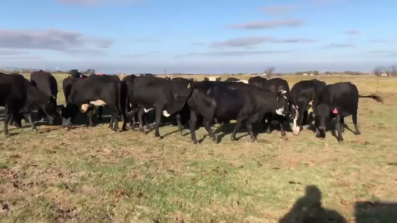 54 head of Black and Black Motley face cows, #1206 | Cattle for sale ...