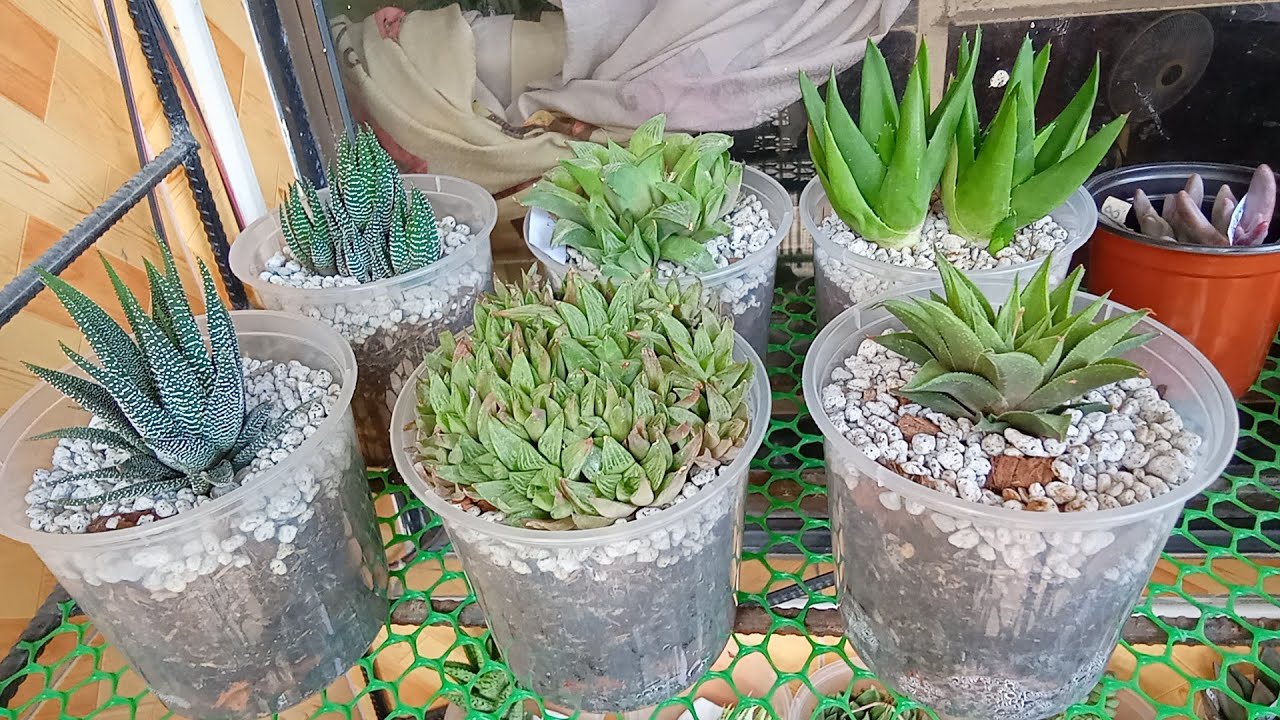 #206 Beautiful Succulents From Prejane's Succulents /Haworthia's,Aloe ...