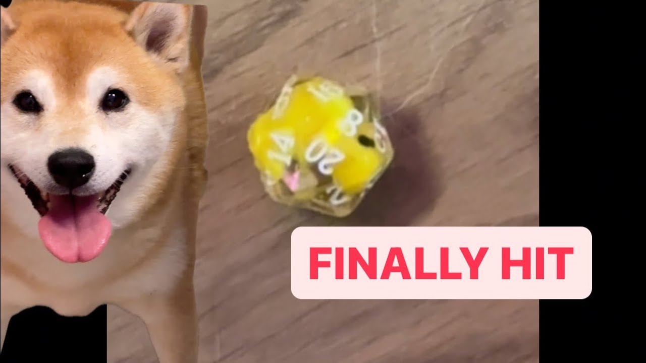Shiba Fights Owner and Inner Demons Everyday - YouTube