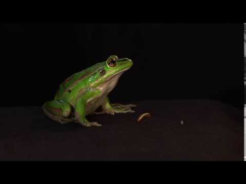 ref animals frog 02 1