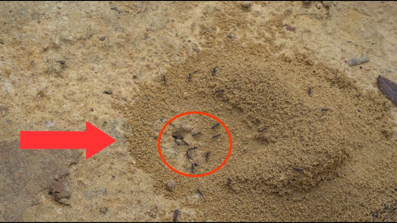 Unbelievable, Mysterious Mini Mounds Appear Overnight - YouTube