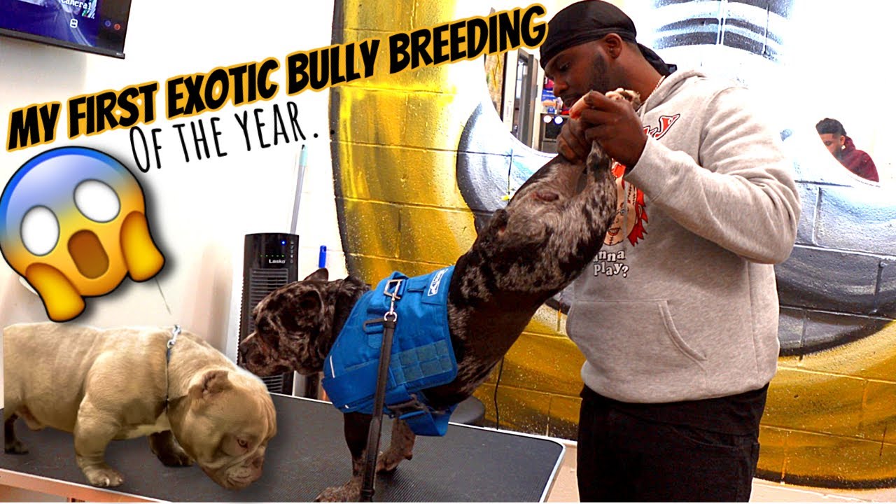 TAYSVLOGS 50K EXOTIC BULLY BREEDING - YouTube