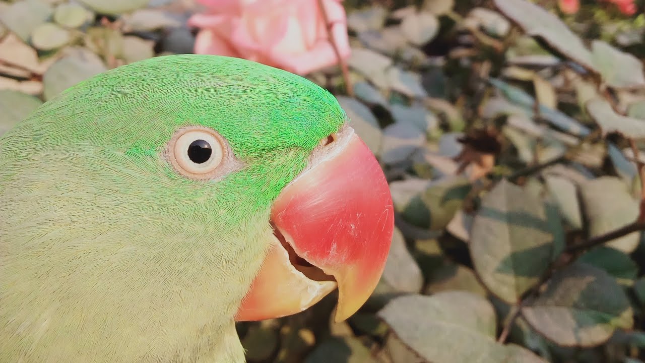 beautiful vlog of parrots . | parrot video| | nice totay | sweat birds ...